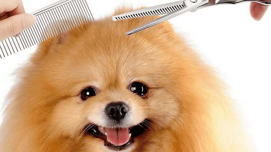 Hunde schnell und einfach selber scheren | MediaMarkt