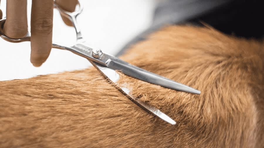 Hunde schnell und einfach selber scheren | MediaMarkt