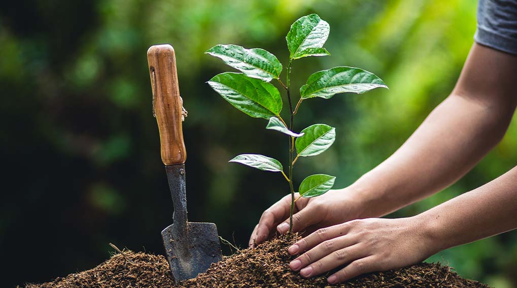 Sony x Trees for All: kies voor duurzaamheid