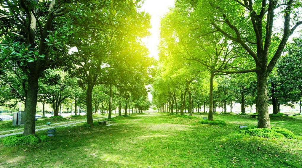 Sony x Trees for All: kies voor duurzaamheid